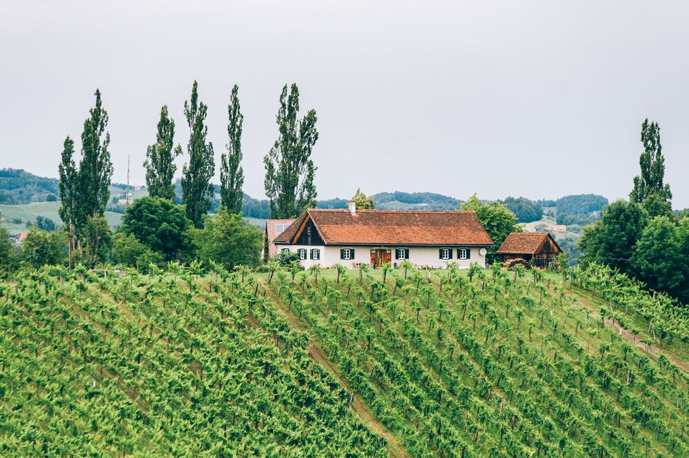 The Guide to Austrian Wine Regions | Vintage Roots