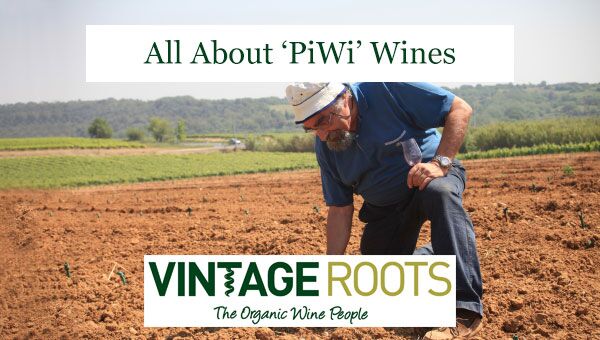 All About ‘PiWi’ Wines - Vintage Roots: Organic Wines | Biodynamic Wines