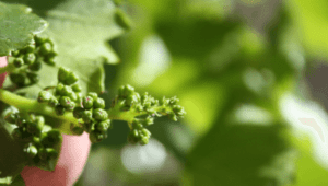 All About ‘PiWi’ Wines - Vintage Roots: Organic Wines | Biodynamic Wines